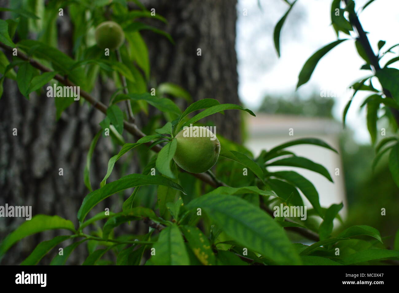 Green Peaches on Tree Stock Photo - Alamy