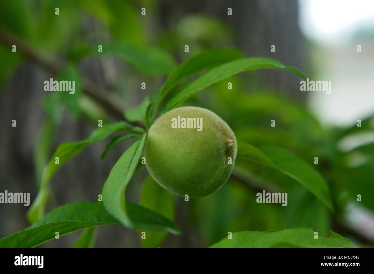 Ripening peaches on tree hi-res stock photography and images - Alamy