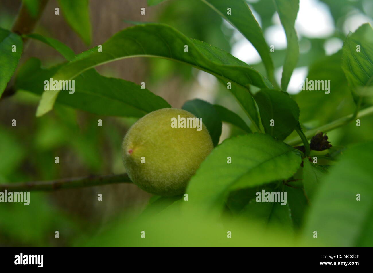 Peach ripening hi-res stock photography and images - Alamy