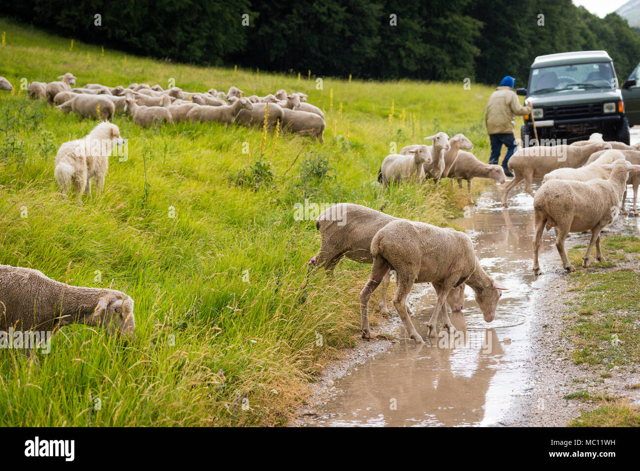 Truck With Sheep High Resolution Stock Photography and Images - Alamy
