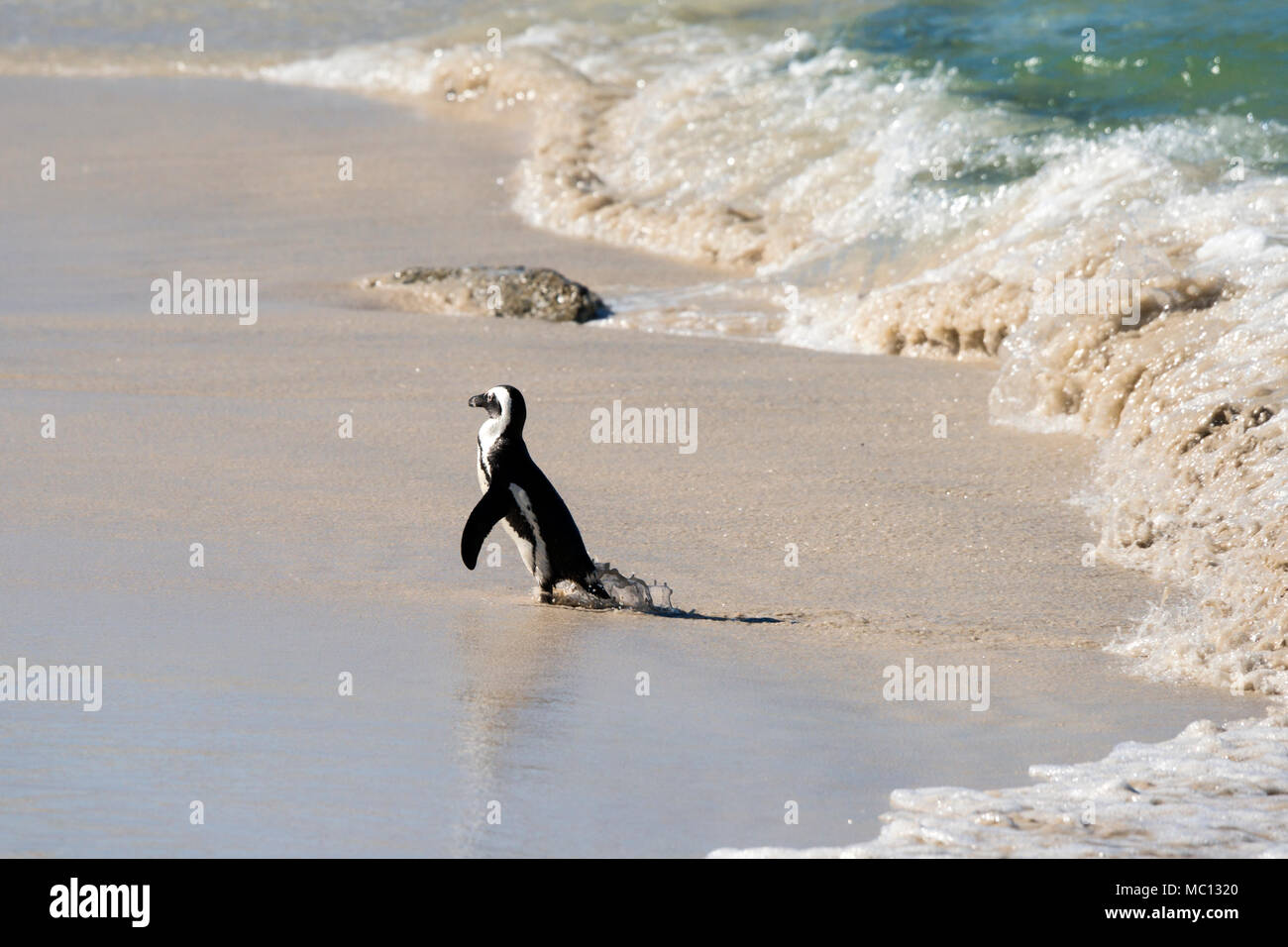 Encouter with nature hi-res stock photography and images - Alamy