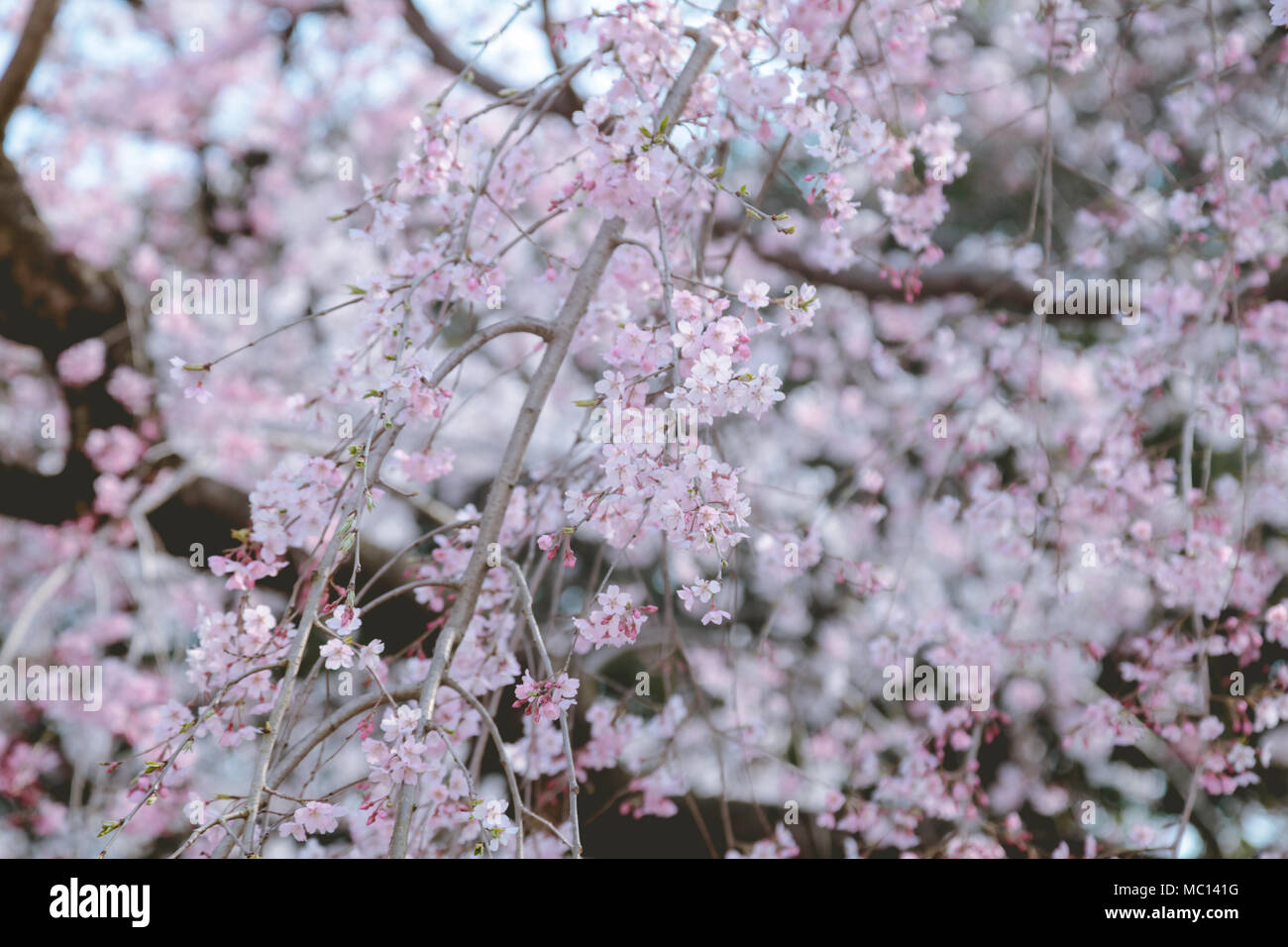 Cherry Blossom japan flowers natural background Stock Photo - Alamy