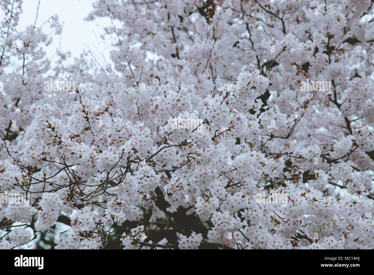 Cherry Blossom japan flowers natural background Stock Photo - Alamy