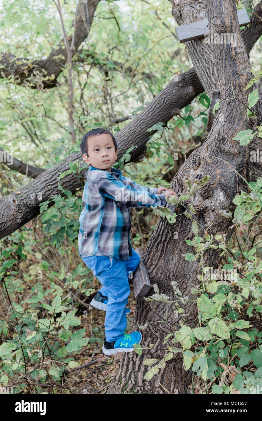 Little boy trying to climb a tree Stock Photo - Alamy