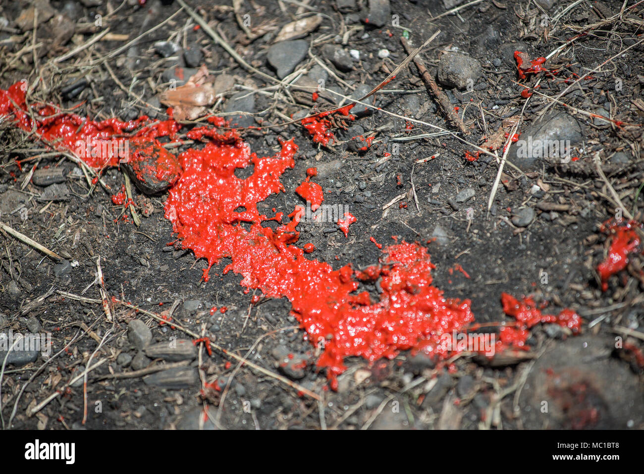 Papua new guinea betel nut hi-res stock photography and images - Alamy
