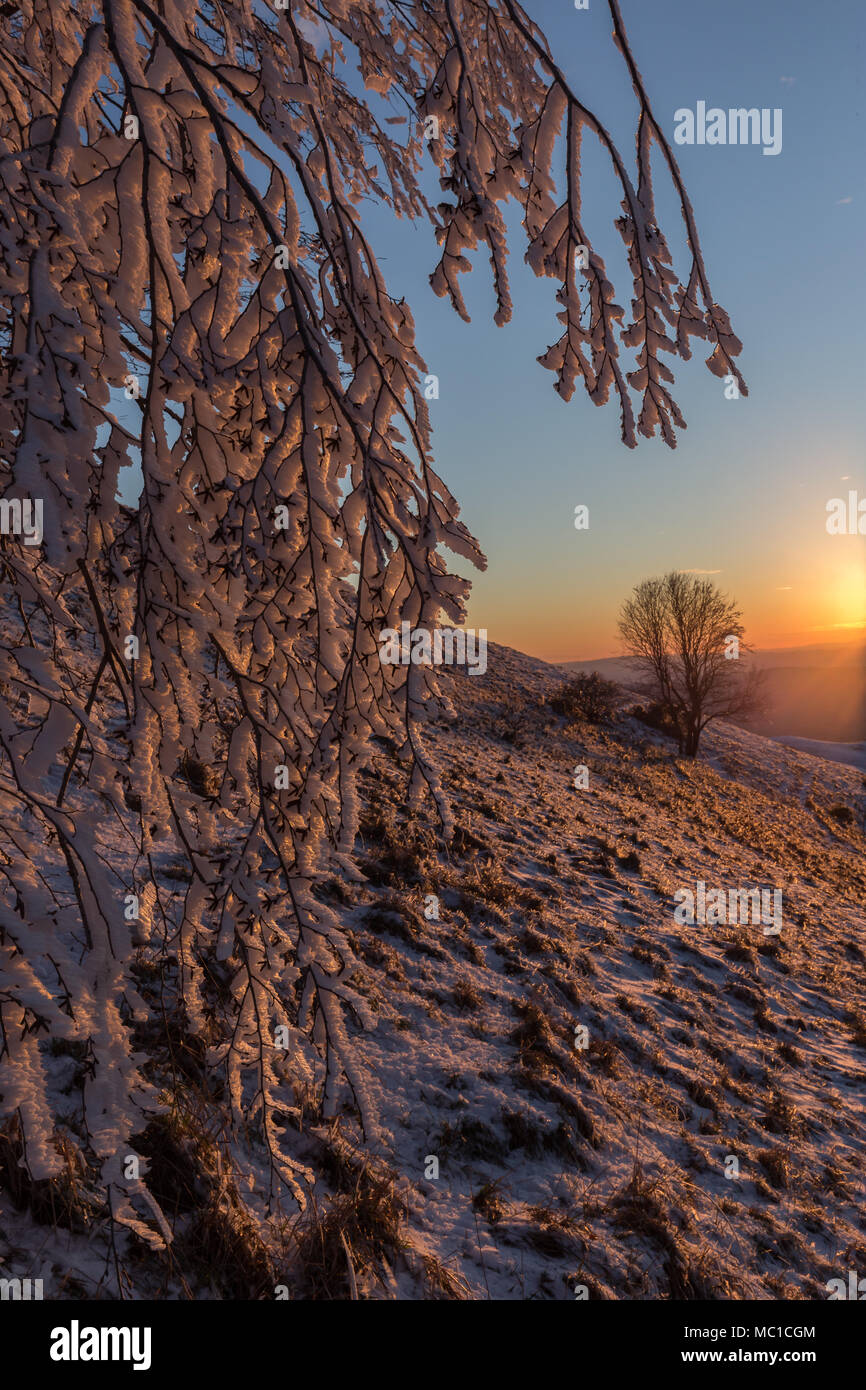 Light reflections on a tree hi-res stock photography and images - Alamy