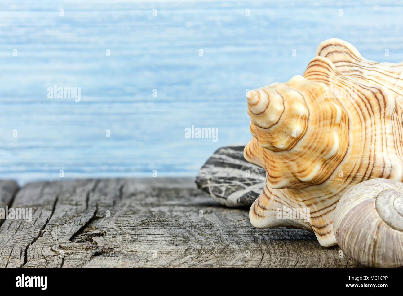 seashell on gray weathered wooden boards against blue background ...