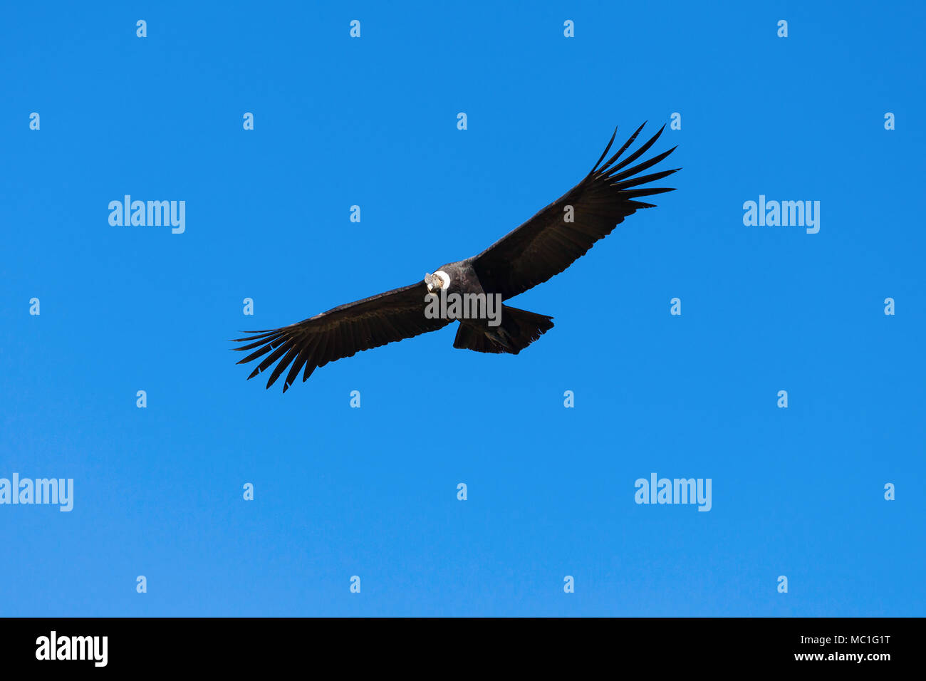 Condor flying on the blue sky background, Colca canyon, Peru Stock ...