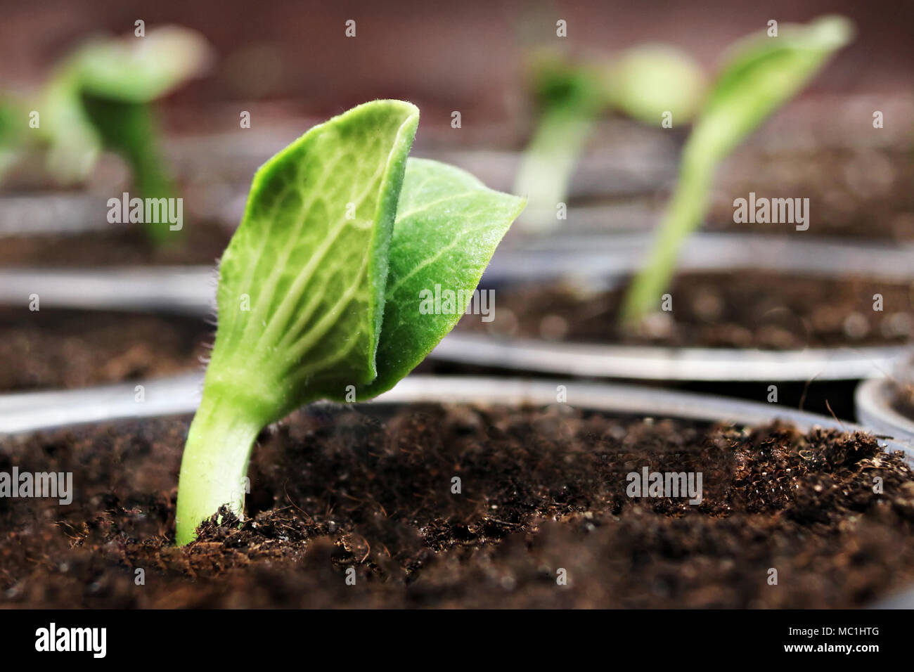 Pumpkin Seedlings High Resolution Stock Photography and Images - Alamy