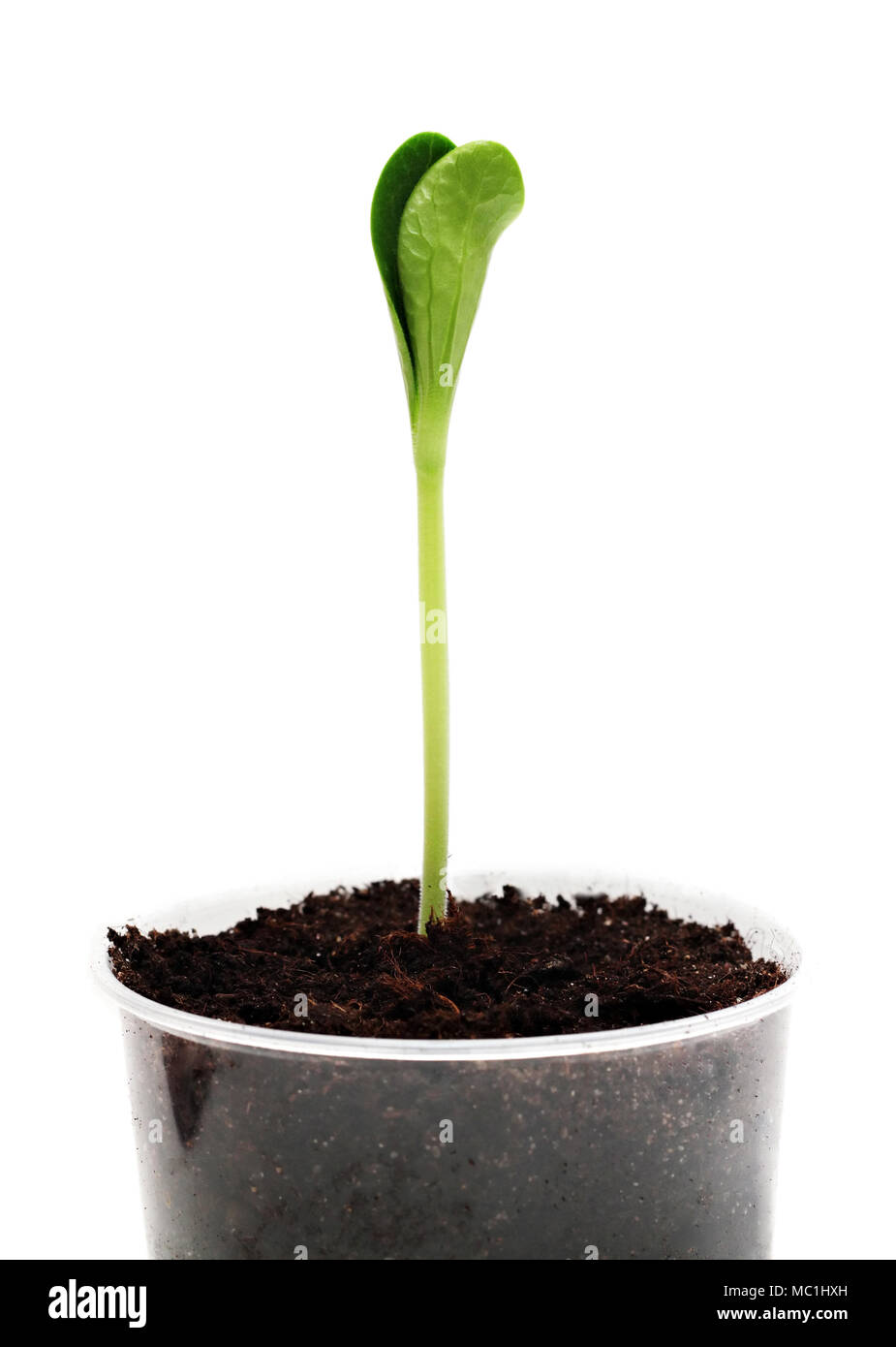 Green pumpkin sprout in the pot isolated Stock Photo - Alamy