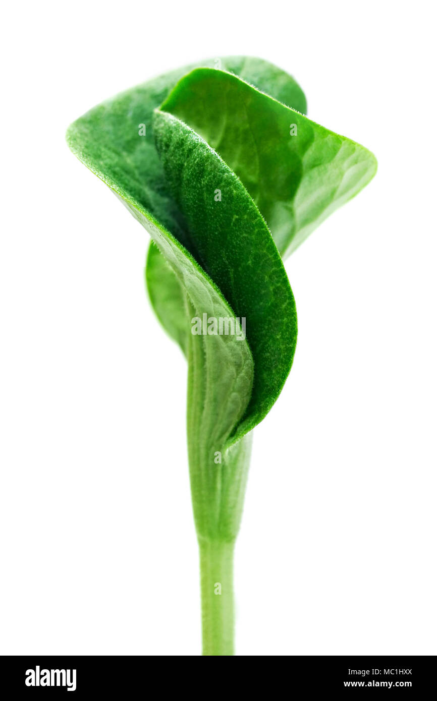 Green twisted sprout isolated on white background Stock Photo - Alamy