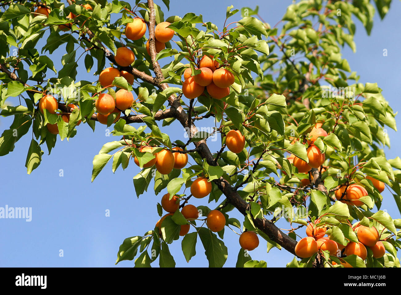 Ripe tasty apricot on tree Stock Photo - Alamy