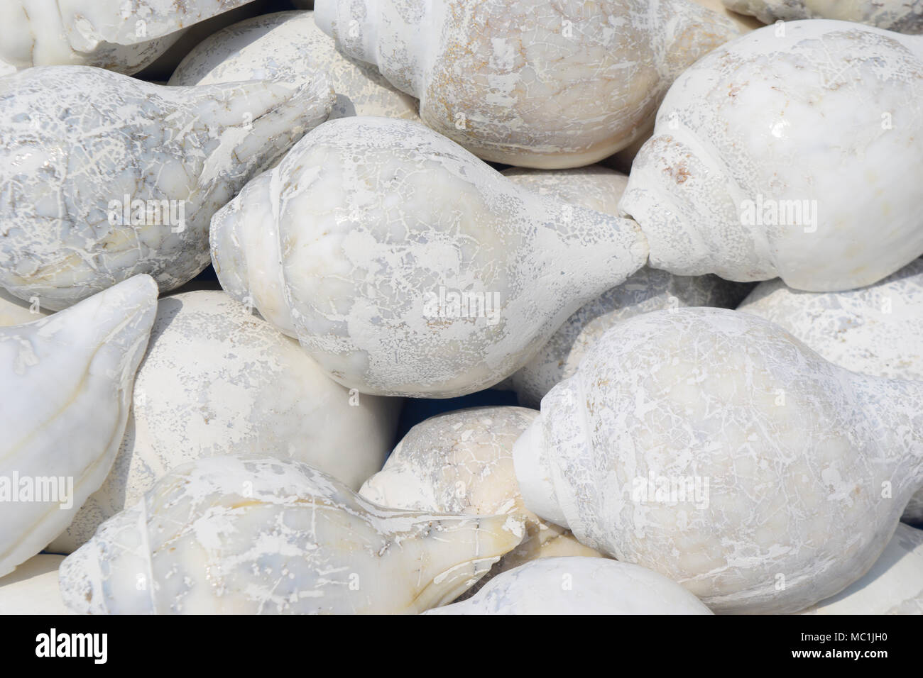 Conch shell india hi-res stock photography and images - Alamy