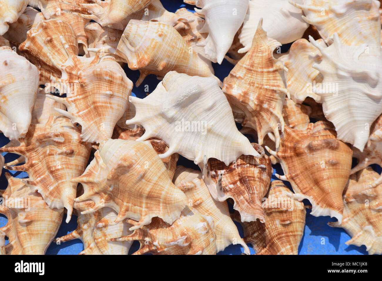 sea shell are selling in kanyakumari sea side at TamilNadu , India ...