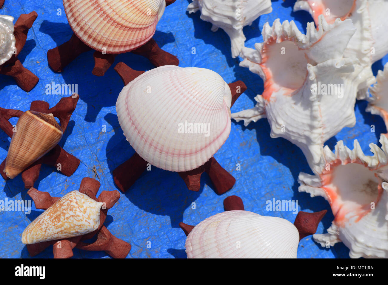 Tamilnadu seashells hi-res stock photography and images - Alamy