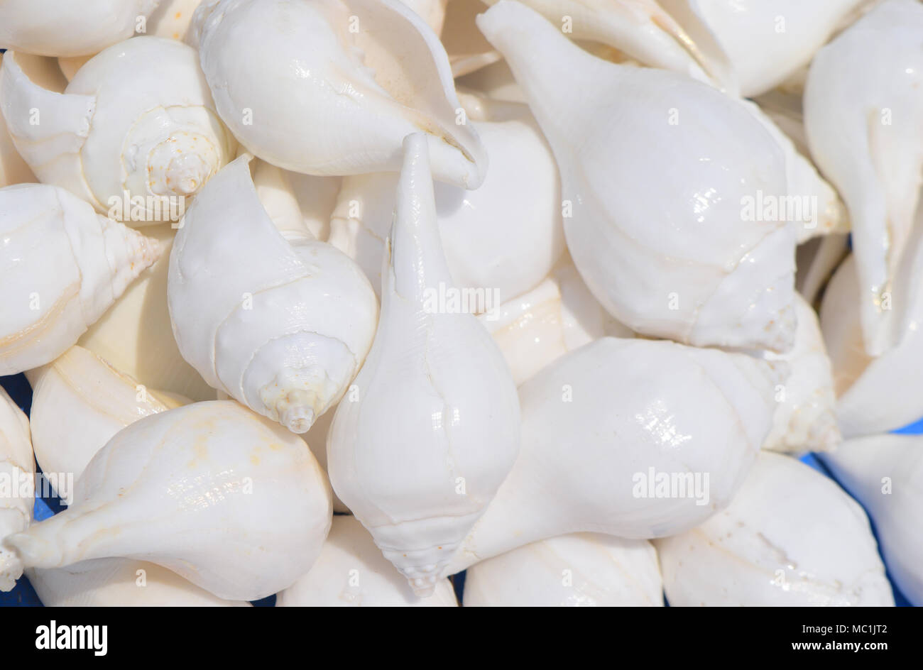 Indian white conch shell , sankh , seashell horn .shell trumpet in ...