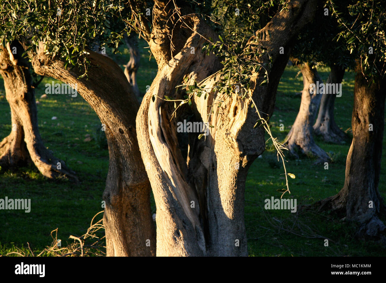 Olive trunk detail Stock Photo - Alamy