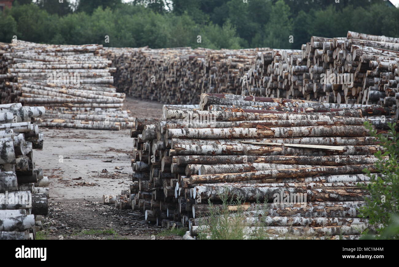 Sawn stem hi-res stock photography and images - Alamy