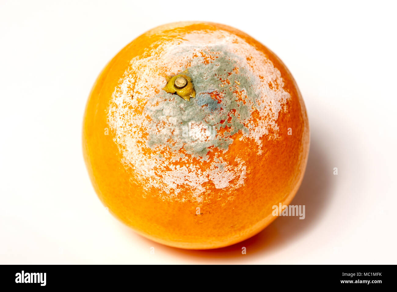 rotten orange isolated on the white background Stock Photo - Alamy