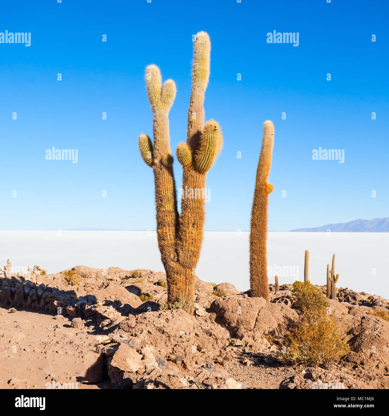 Cactus Island on Salar de Uyuni (Salt Lake) near Uyuni in Bolivia Stock ...