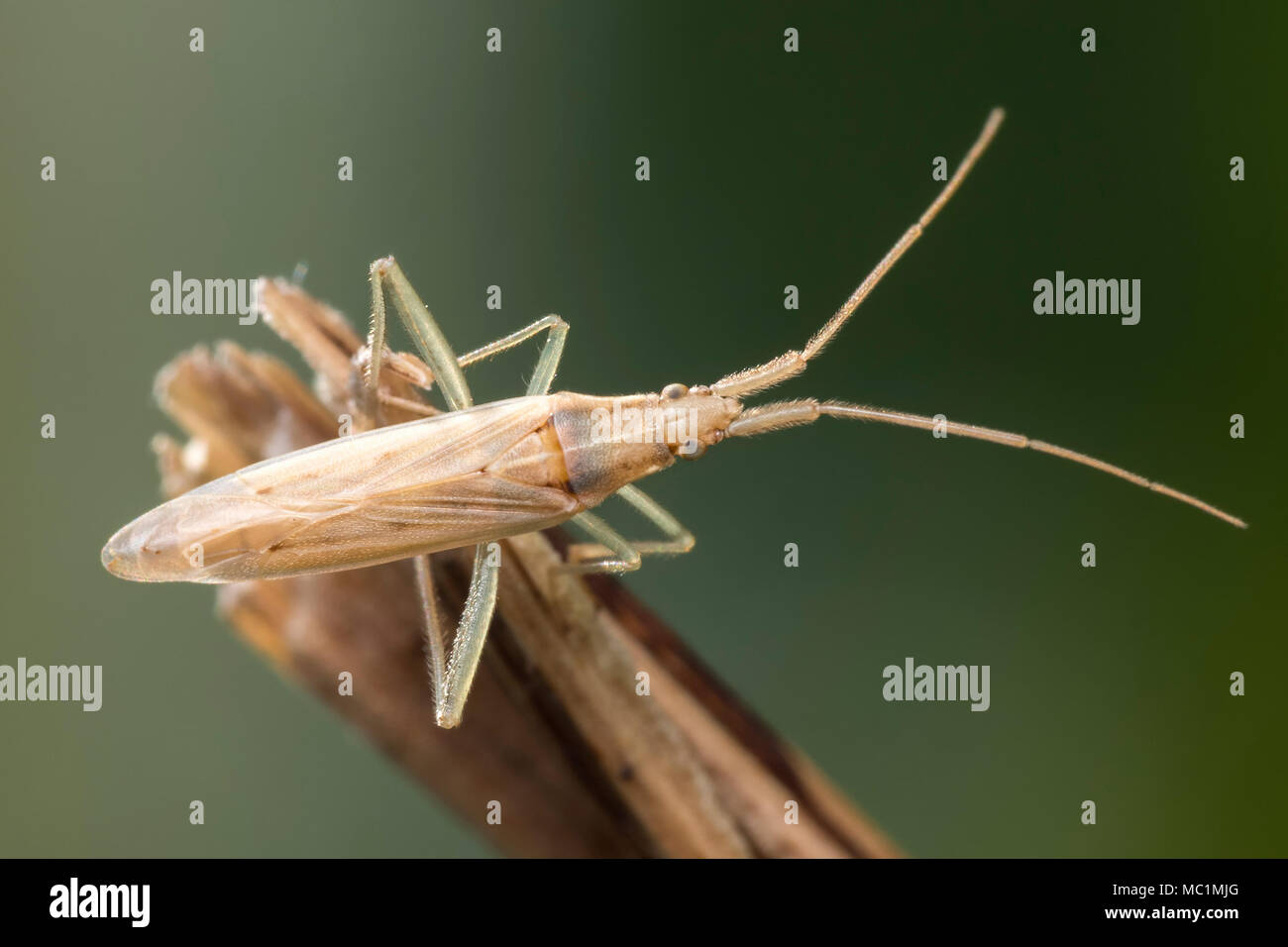 Grass Bug (Stenodema laevigata) perched on plant stem. Dorsal view of ...