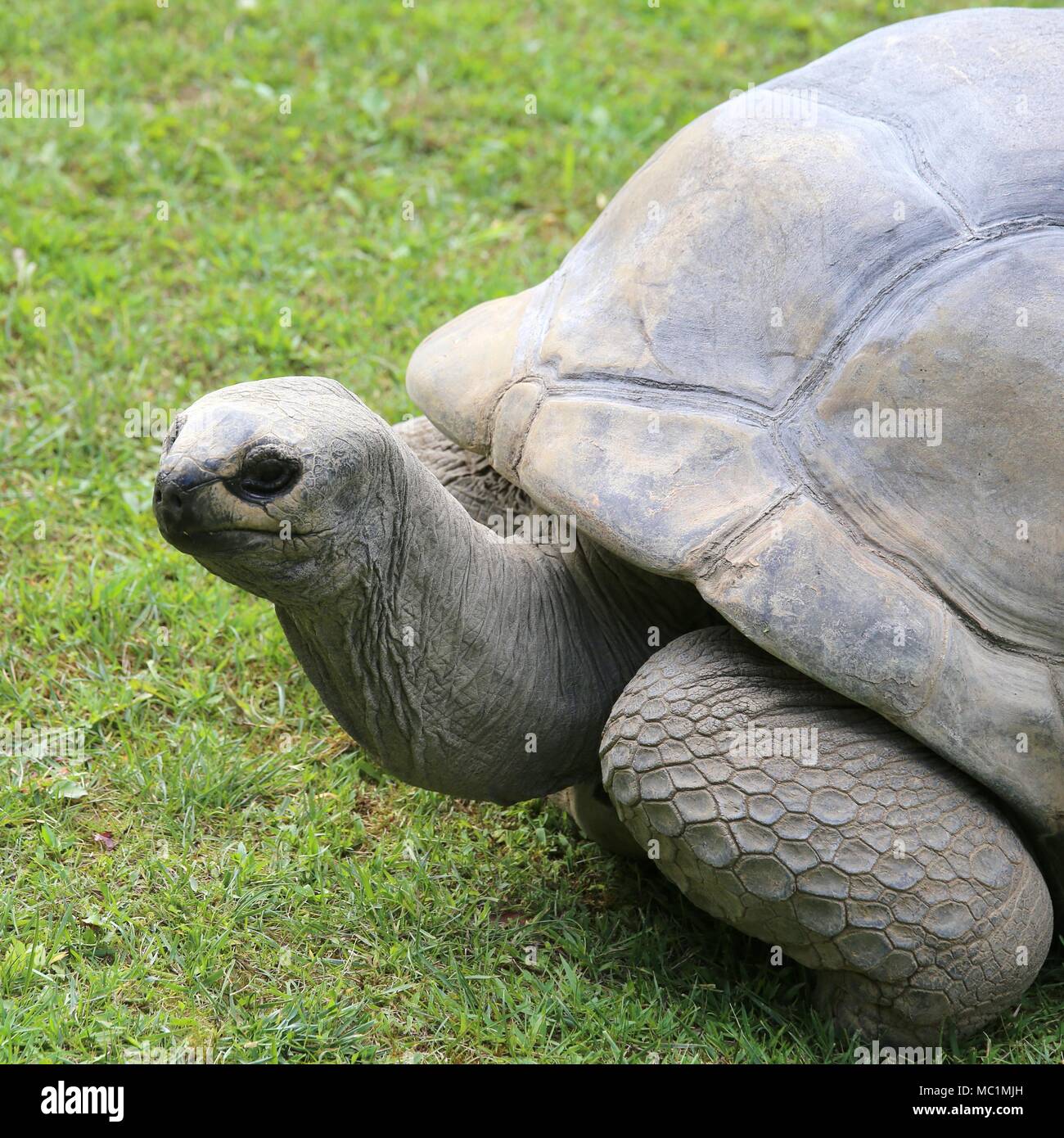 very big and old turtle with robust shel Stock Photo - Alamy