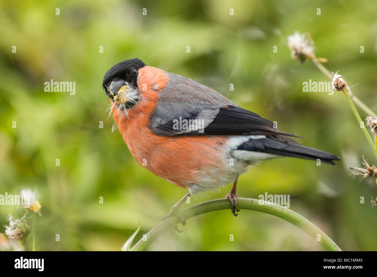 Bullfinches hi-res stock photography and images - Alamy