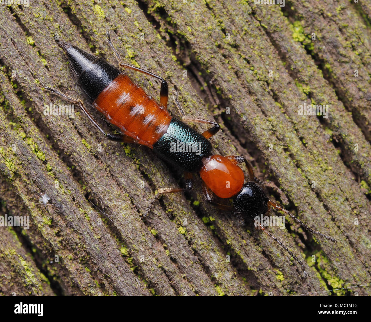 Rove Beetle (Paederus riparius) dorsal view of specimen on fencepost ...