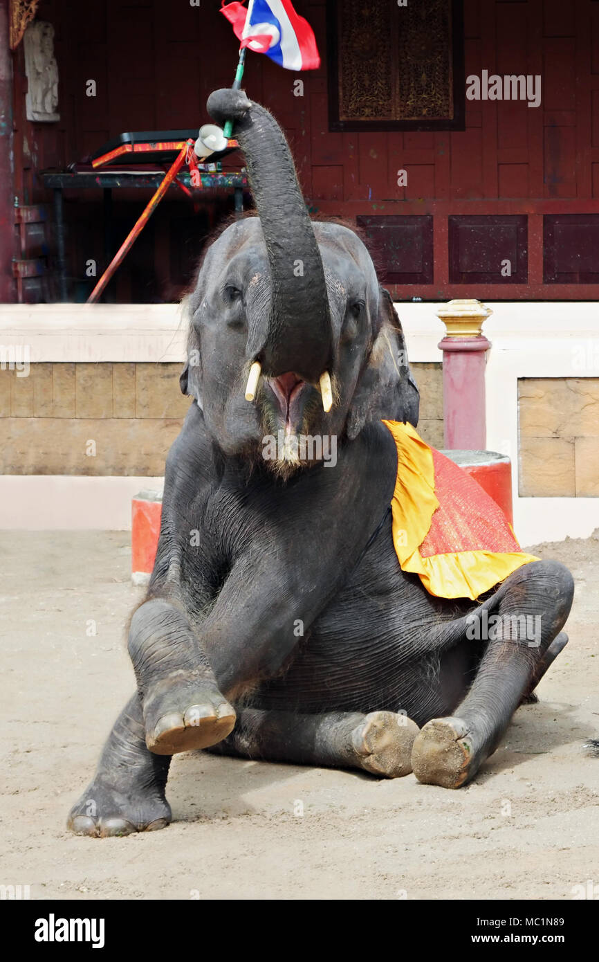 Elephants show in Phuket zoo, Phuket, Thailand Stock Photo - Alamy