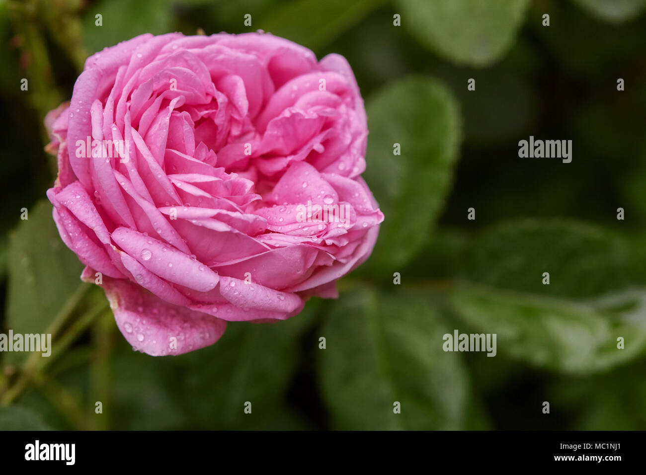 Single big pink rose in garden, top view, selective focus Stock Photo ...