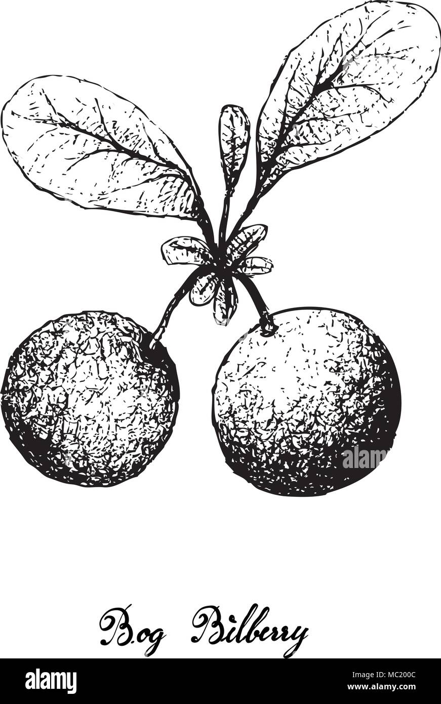 Bog cranberry Stock Vector Images - Alamy