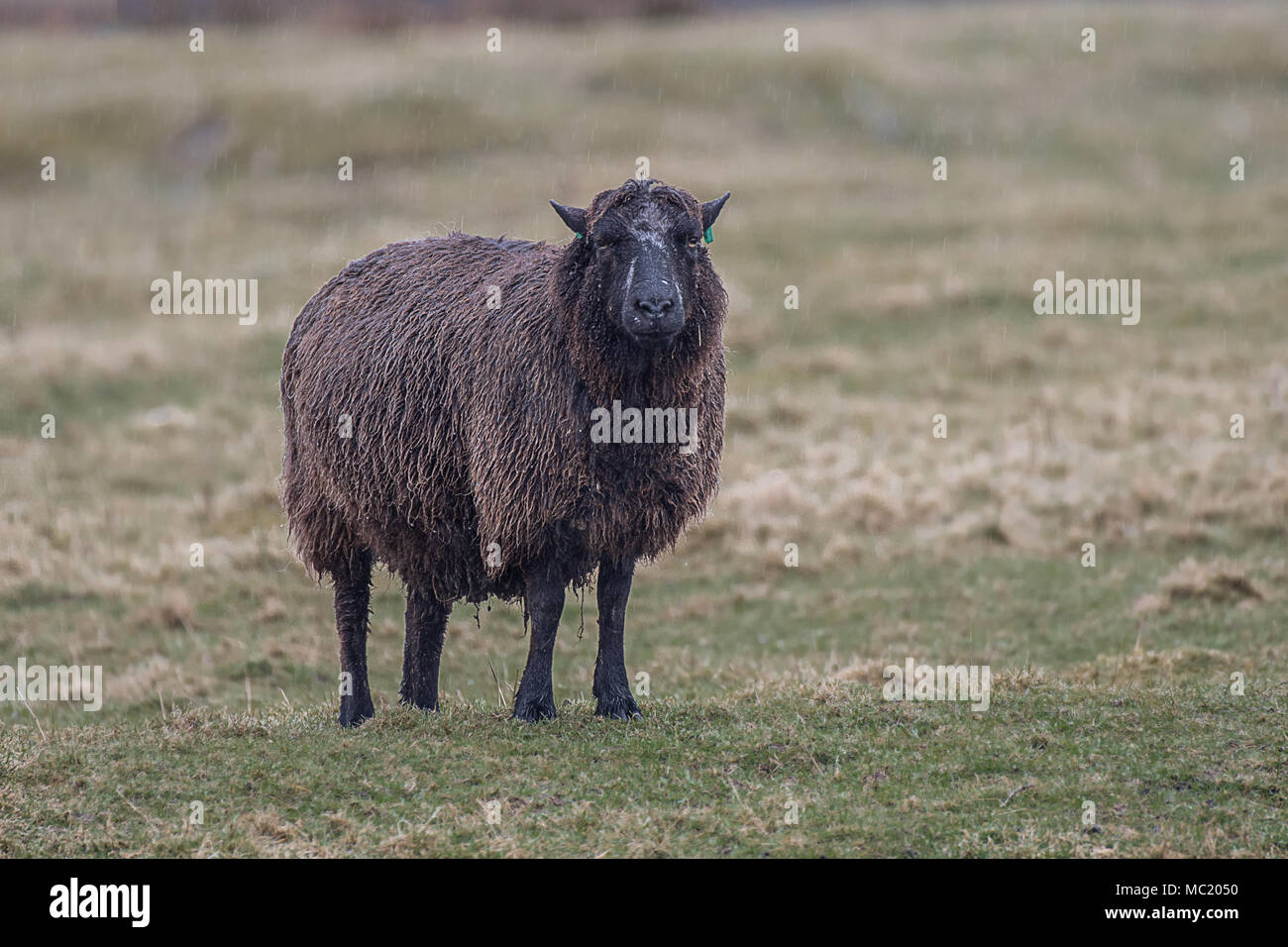 Sheep standing in the rain hi-res stock photography and images - Alamy