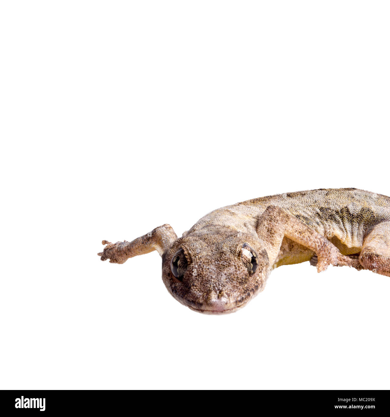 House lizard (Hemidactylus platyurus) isolated on white background ...