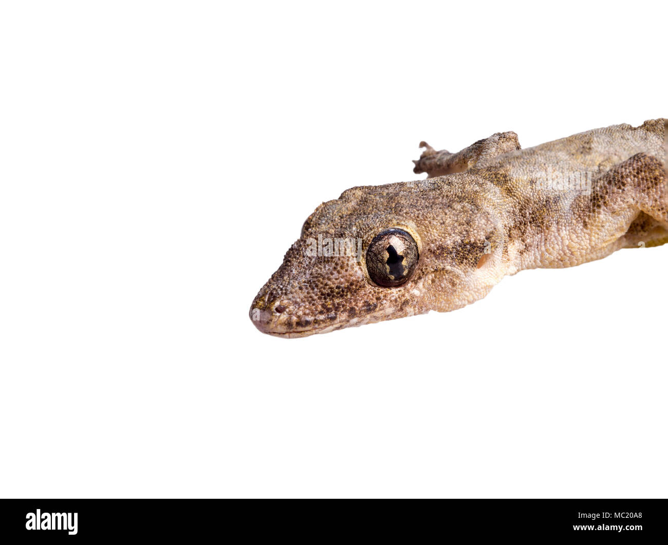 House lizard (Hemidactylus platyurus) isolated on white background ...