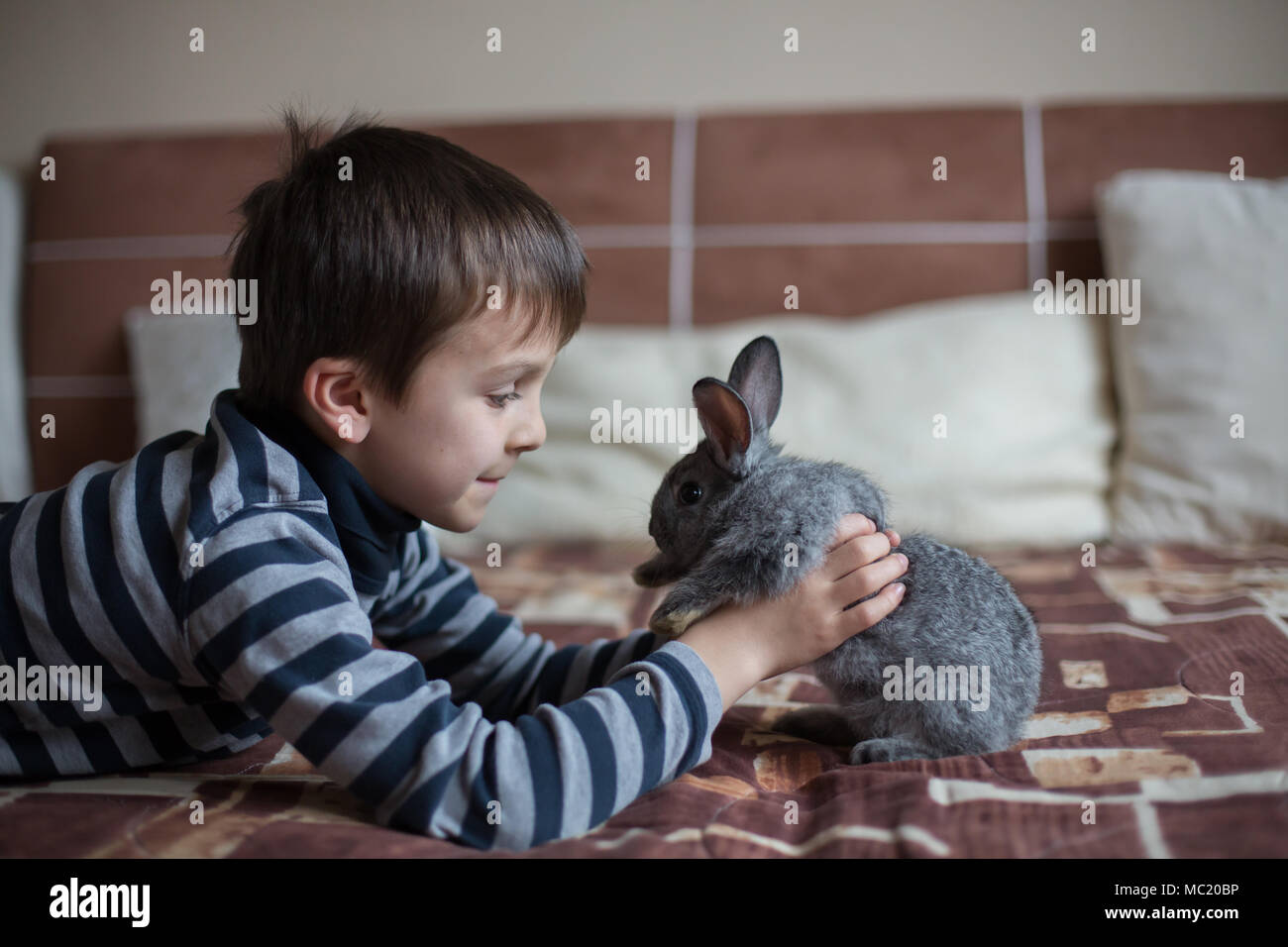Cute little preschool boy, playing with pet rabbits at home, pets Stock ...