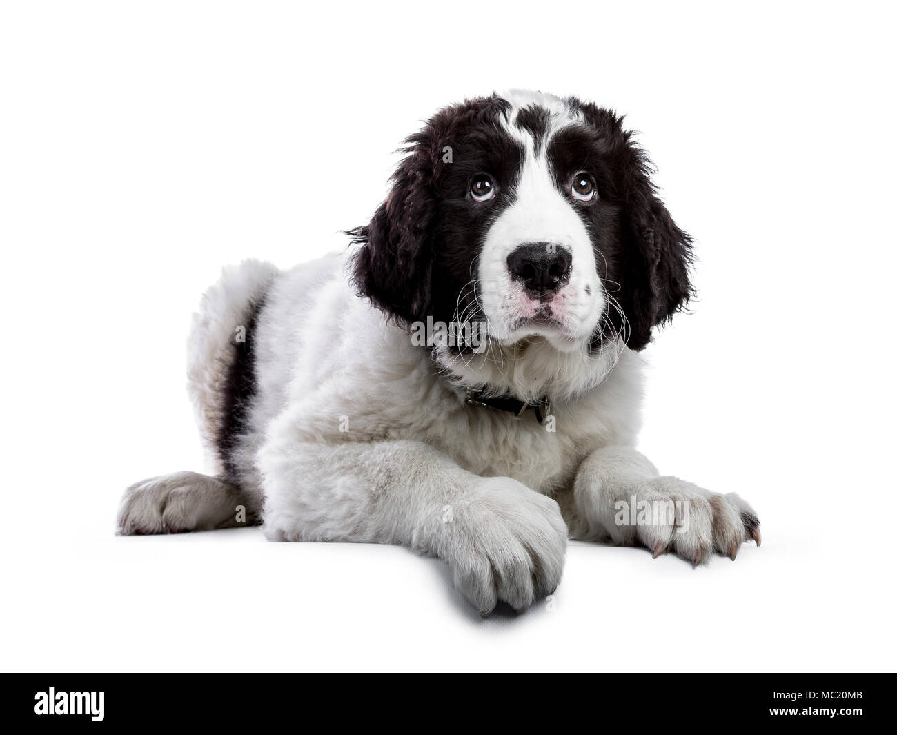 Cute black and white Landseer puppy laying down with one paw over edge ...
