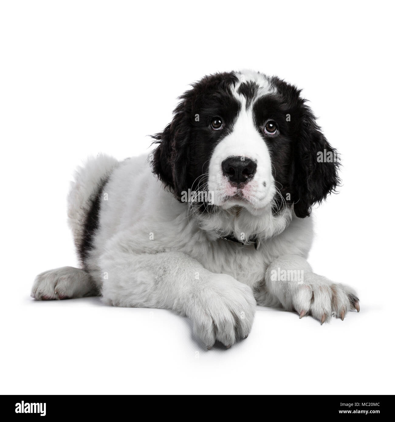 White landseer dog breed standing hi-res stock photography and images ...