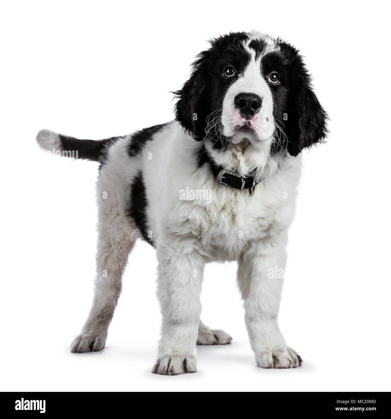 Cute black and white Landseer puppy standing isolated on white ...