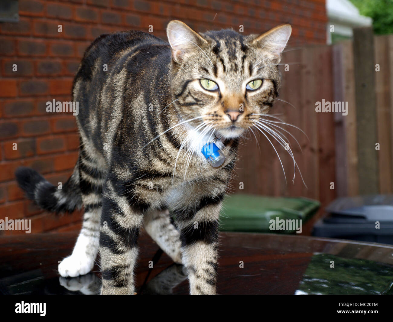 Tabby dsh hi-res stock photography and images - Alamy