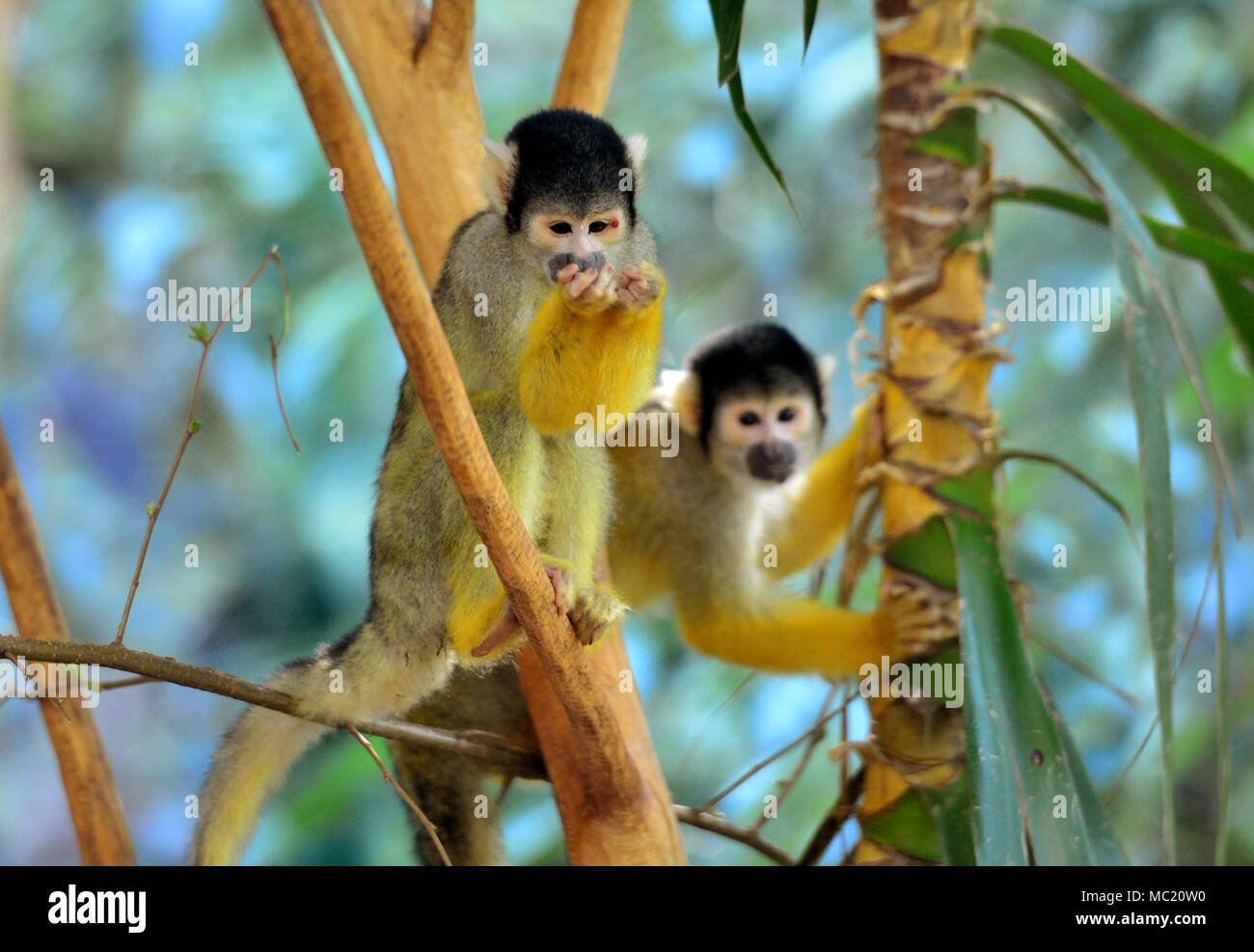 Little bolivian hi-res stock photography and images - Alamy
