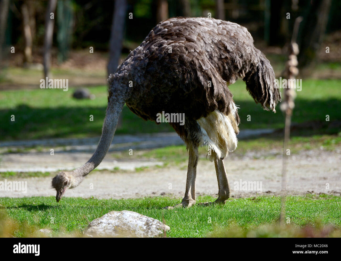 Ostrich in nature Stock Photo - Alamy