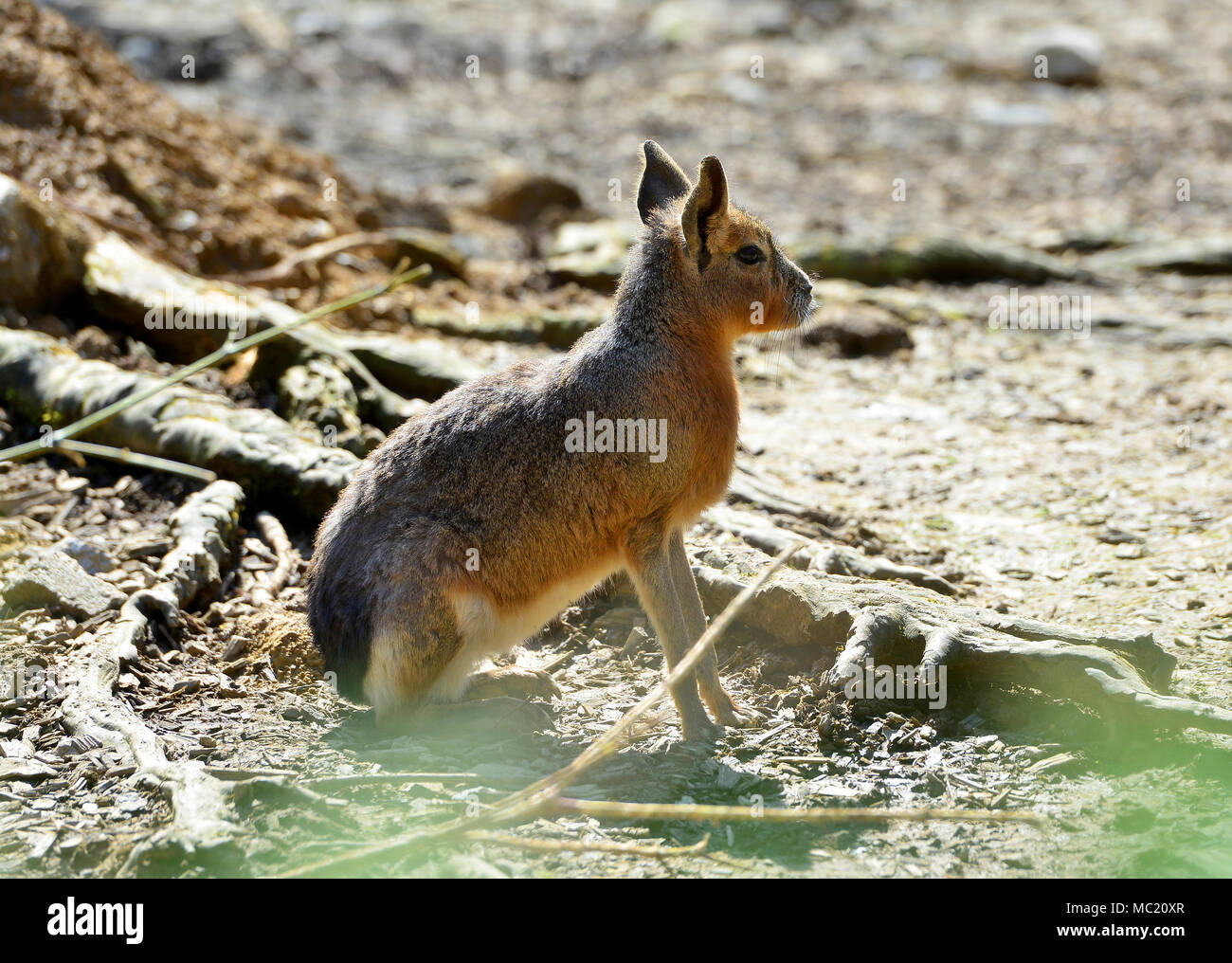 Mara animal hi-res stock photography and images - Alamy