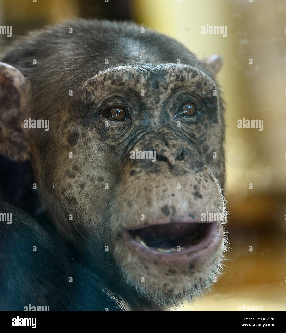 Portrait of chimpanzee Stock Photo - Alamy