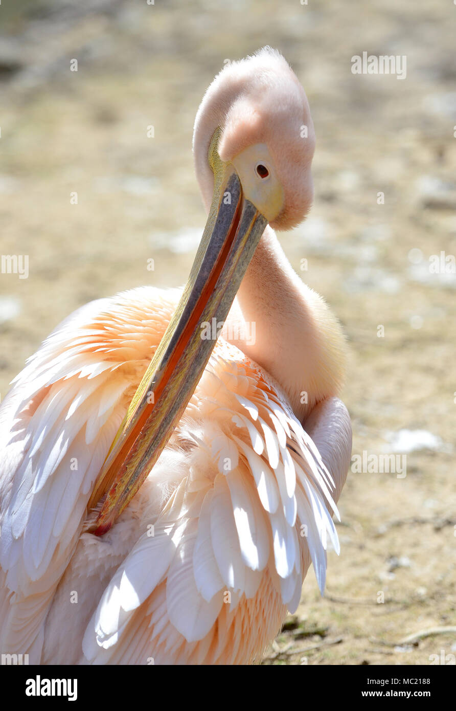 Pink pelican in nature Stock Photo - Alamy