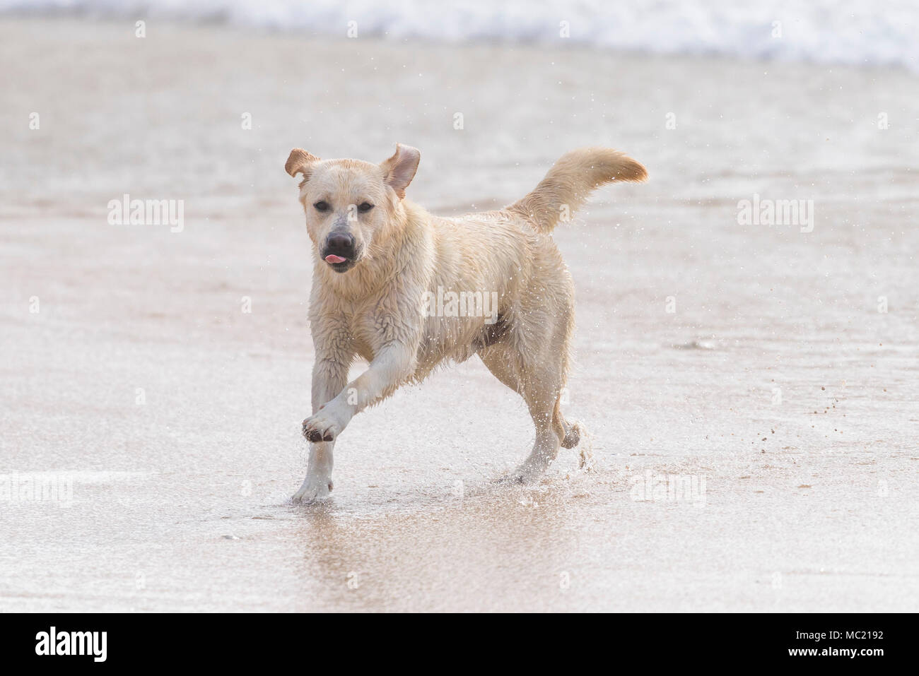 A young Golden Labrador playing on a beach Stock Photo - Alamy