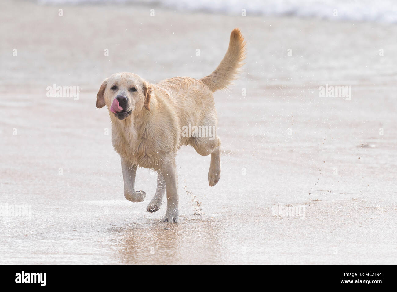 Labrador on beach hi-res stock photography and images - Alamy