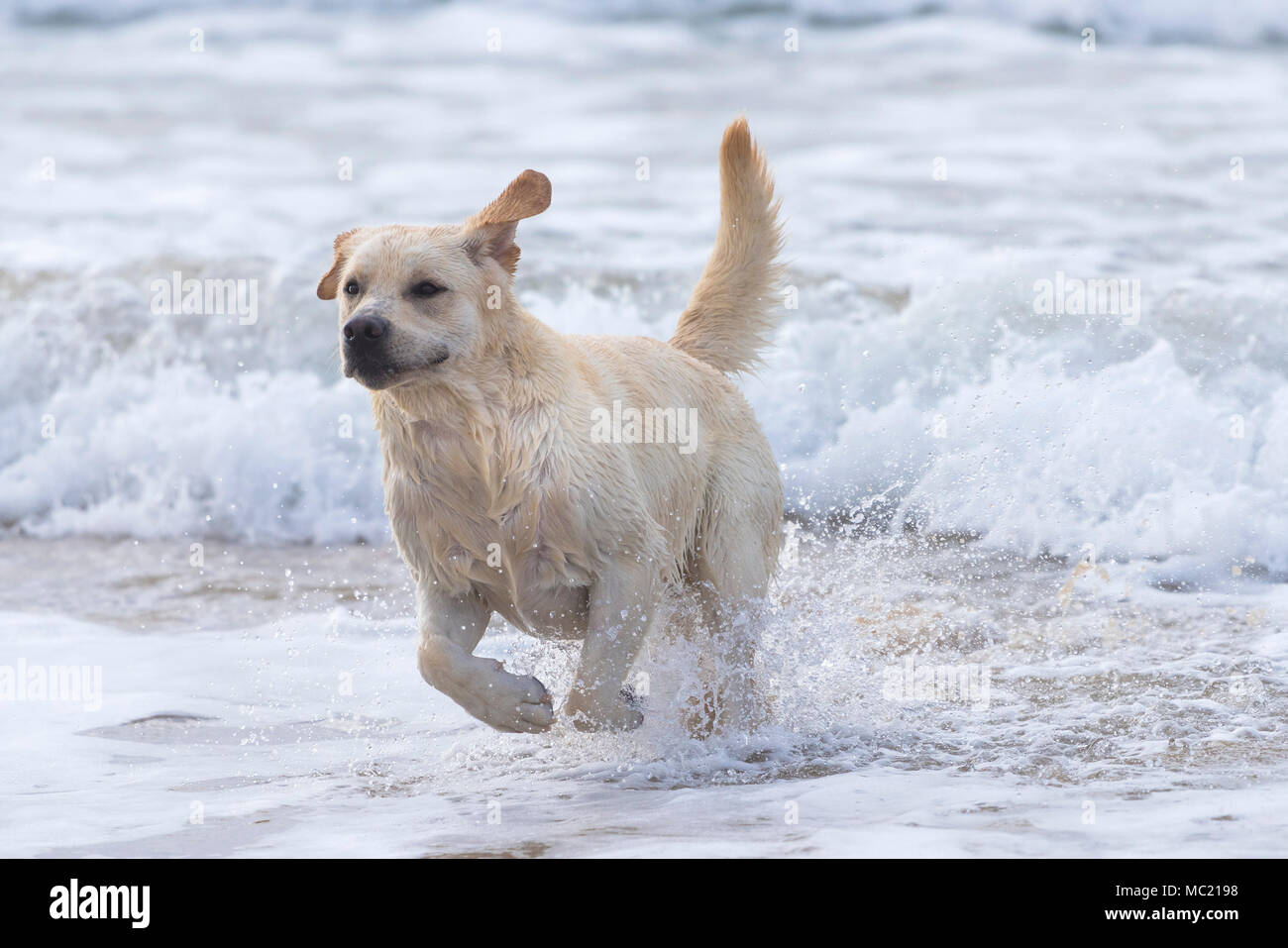 Labrador in the sea hi-res stock photography and images - Alamy
