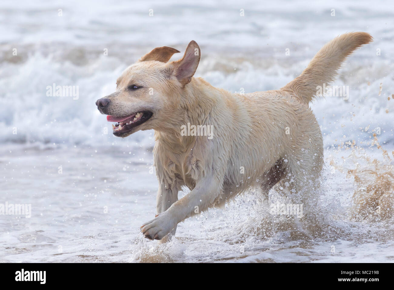 Playful labrador on beach hi-res stock photography and images - Alamy