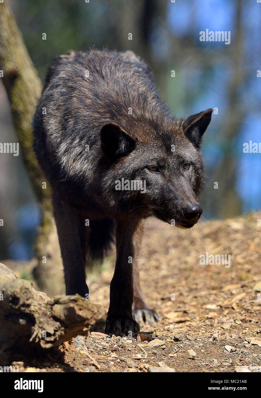 Wolf in nature hi-res stock photography and images - Alamy