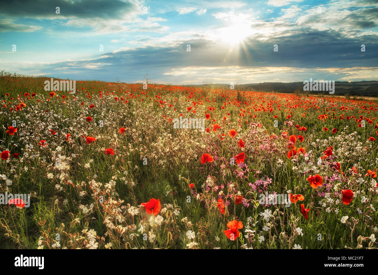 Poppy field landscape in Summer sunset light on South Downs England ...